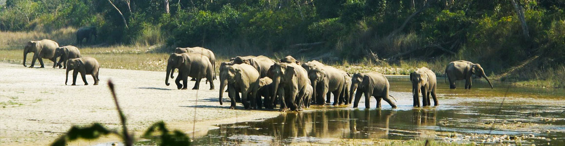 bardia-jungle-safari-nepal